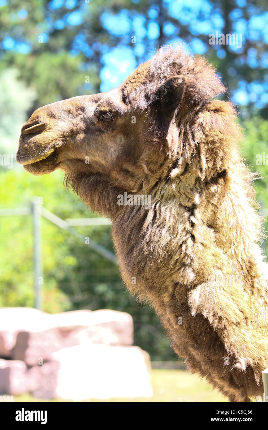 Camel head hi-res stock photography and images - Alamy