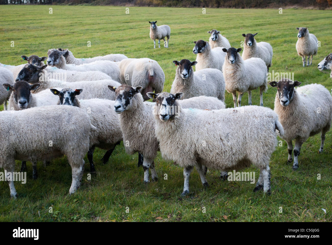 Flock of sheep in a field Stock Photo - Alamy