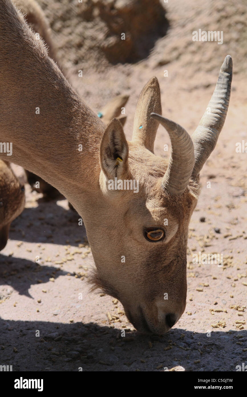 Aoudad sheep hi-res stock photography and images - Alamy
