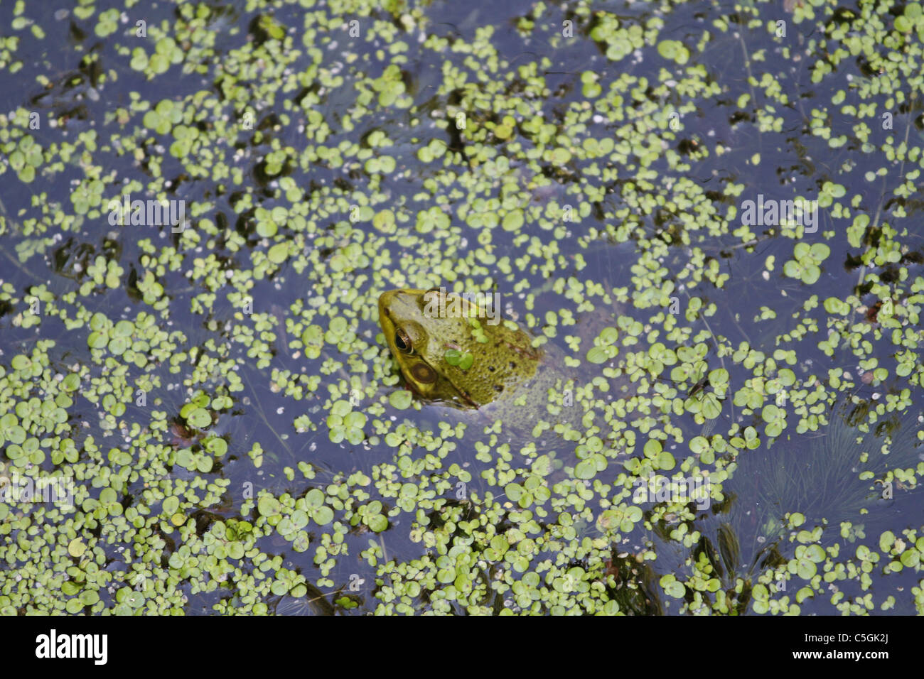 Swamp frog hi-res stock photography and images - Alamy