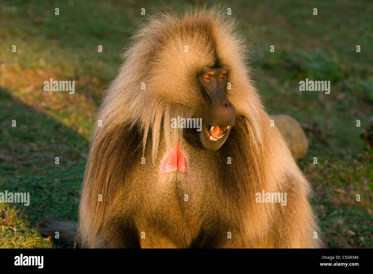 Gelada monkey, Theropithecus gelada, male Simien mountains Ethiopia ...