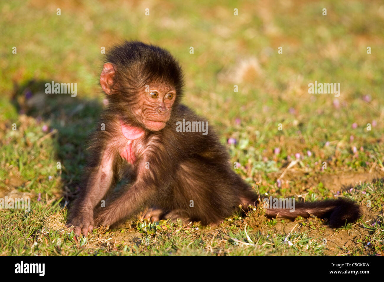 Gelada Baboon Baby