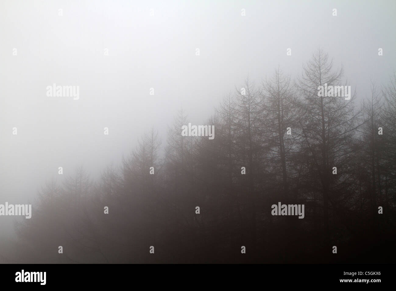 Trees in the mist Stock Photo - Alamy