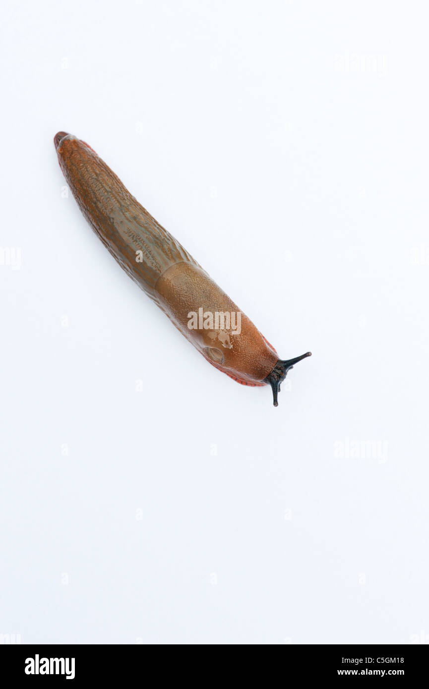 Arion ater agg . Orange slug variety of large Black Arion slug on white ...