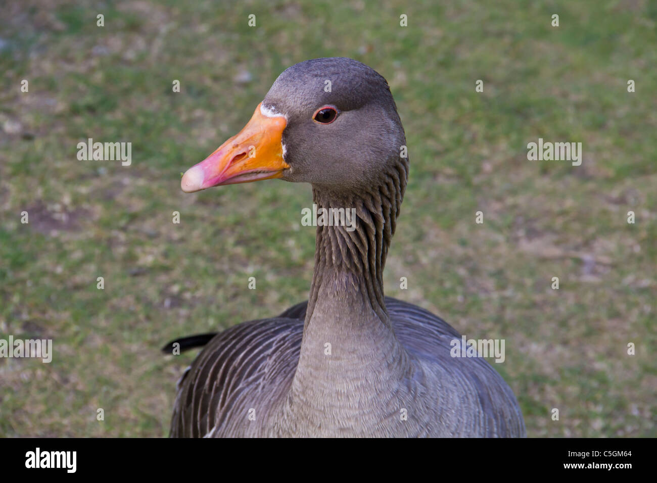 Up close with a lovely greylag goose Stock Photo - Alamy