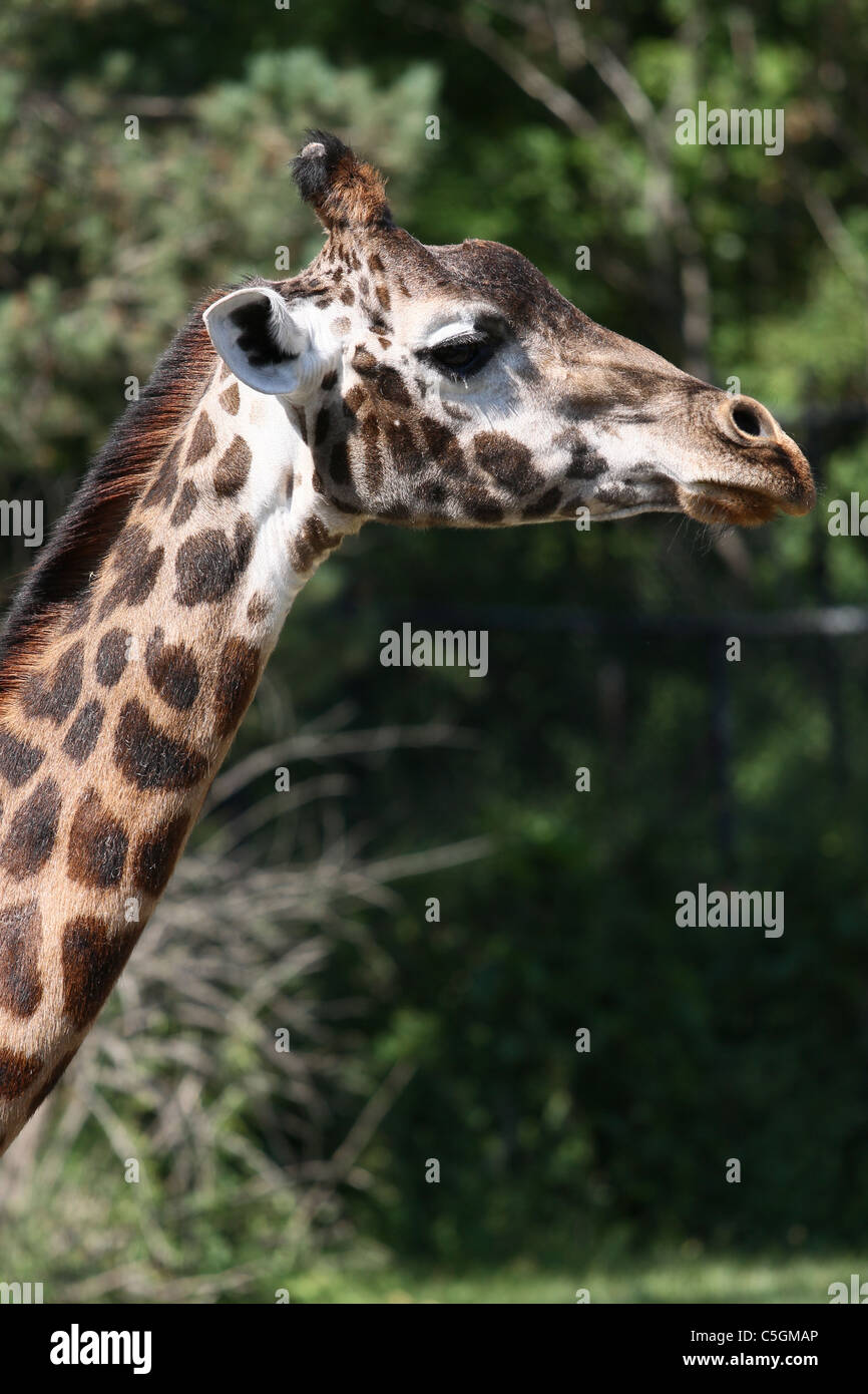 giraffe head close up Stock Photo - Alamy