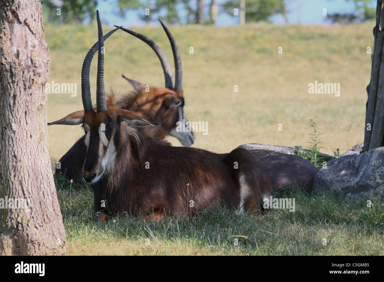 Sable antelope hi-res stock photography and images - Alamy
