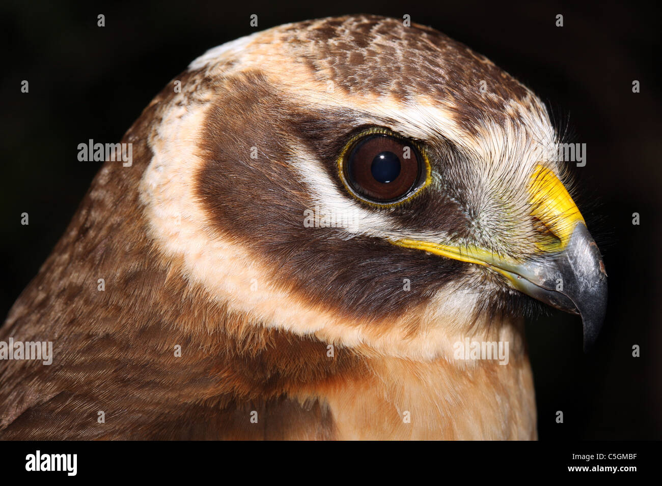 Portrait Montagu's Harrier, Circus pygargus, Ethiopia Stock Photo - Alamy
