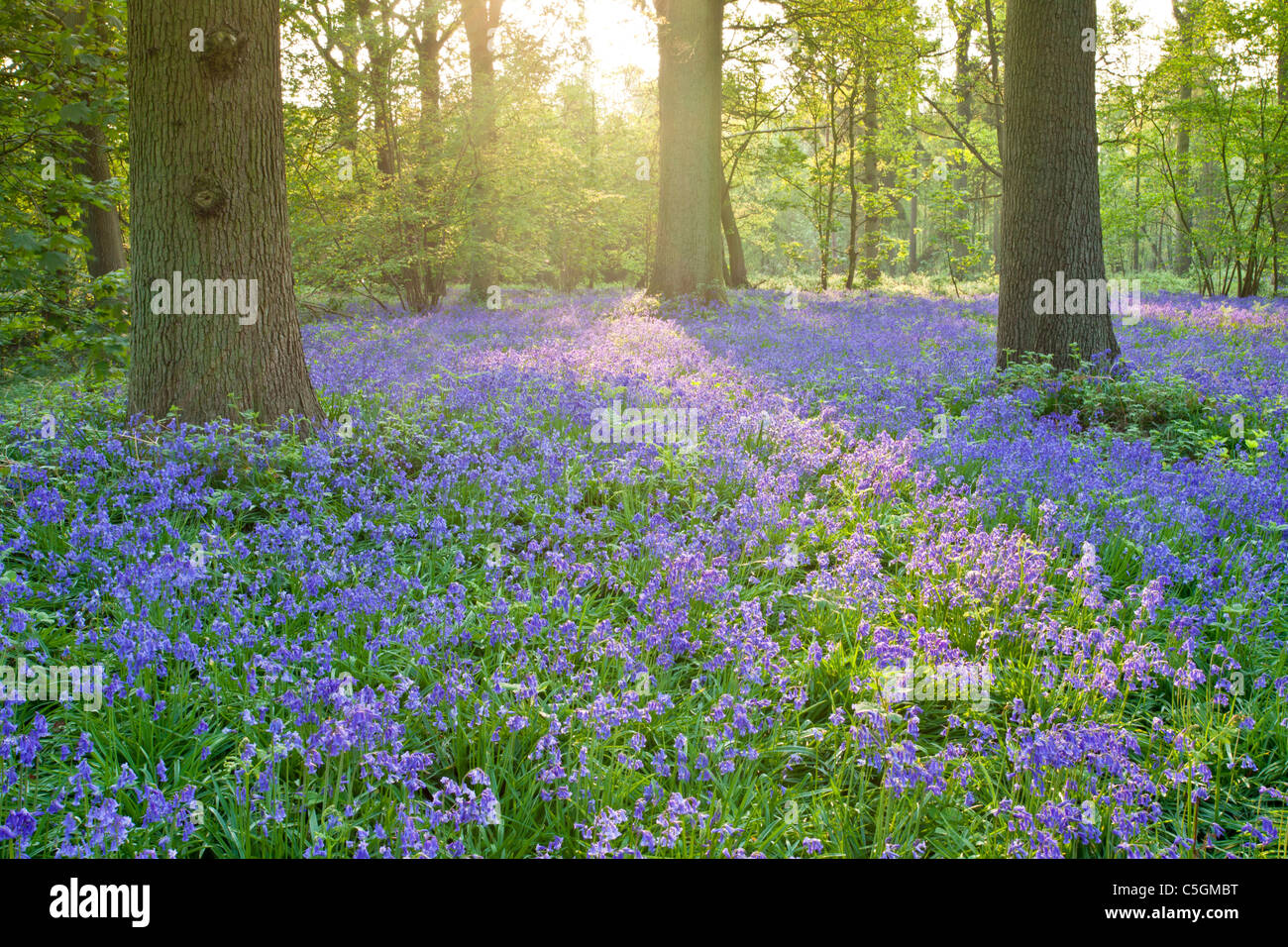 Bluebell woodland at Blickling in the Norfolk Countryside Stock Photo ...