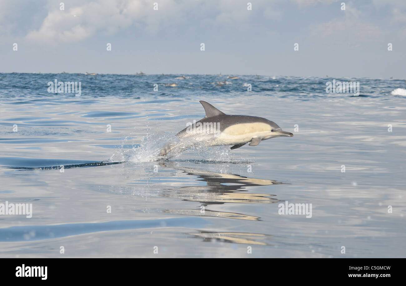 Mammal dolphin common hi-res stock photography and images - Alamy