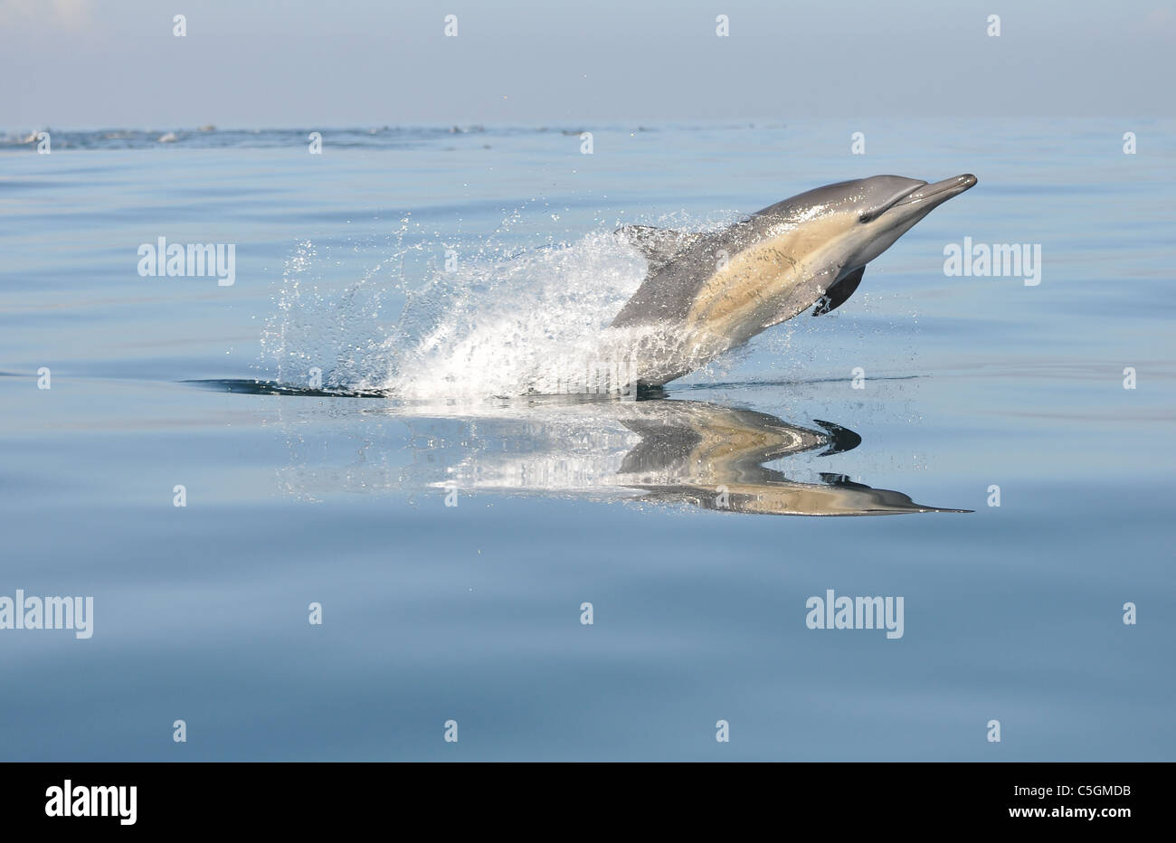 Dolphin playing in sunshine hi-res stock photography and images - Alamy