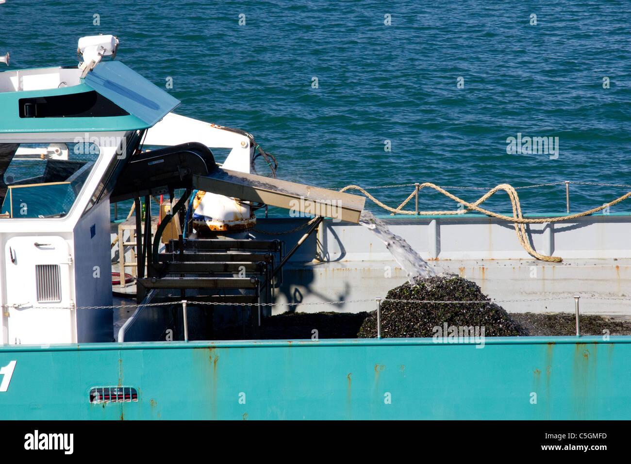 Menai strait mussels hi-res stock photography and images - Alamy