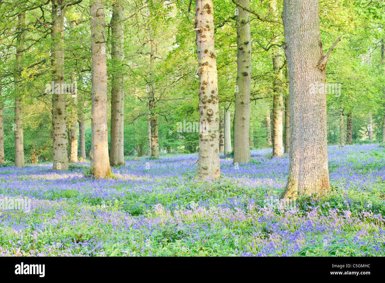 Bluebell woodland at Blickling in the Norfolk Countryside Stock Photo ...