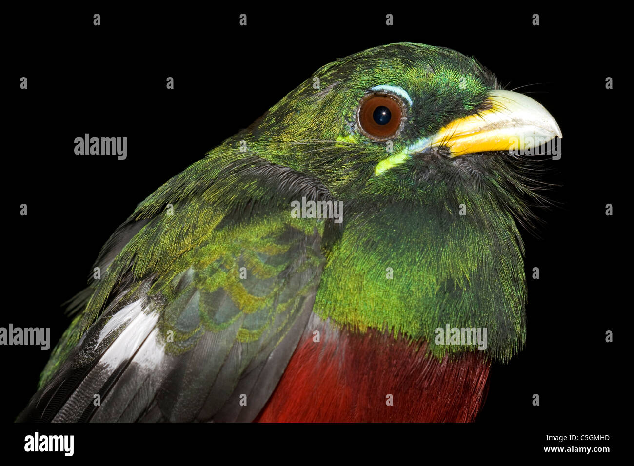 Narnia animal hi-res stock photography and images - Alamy