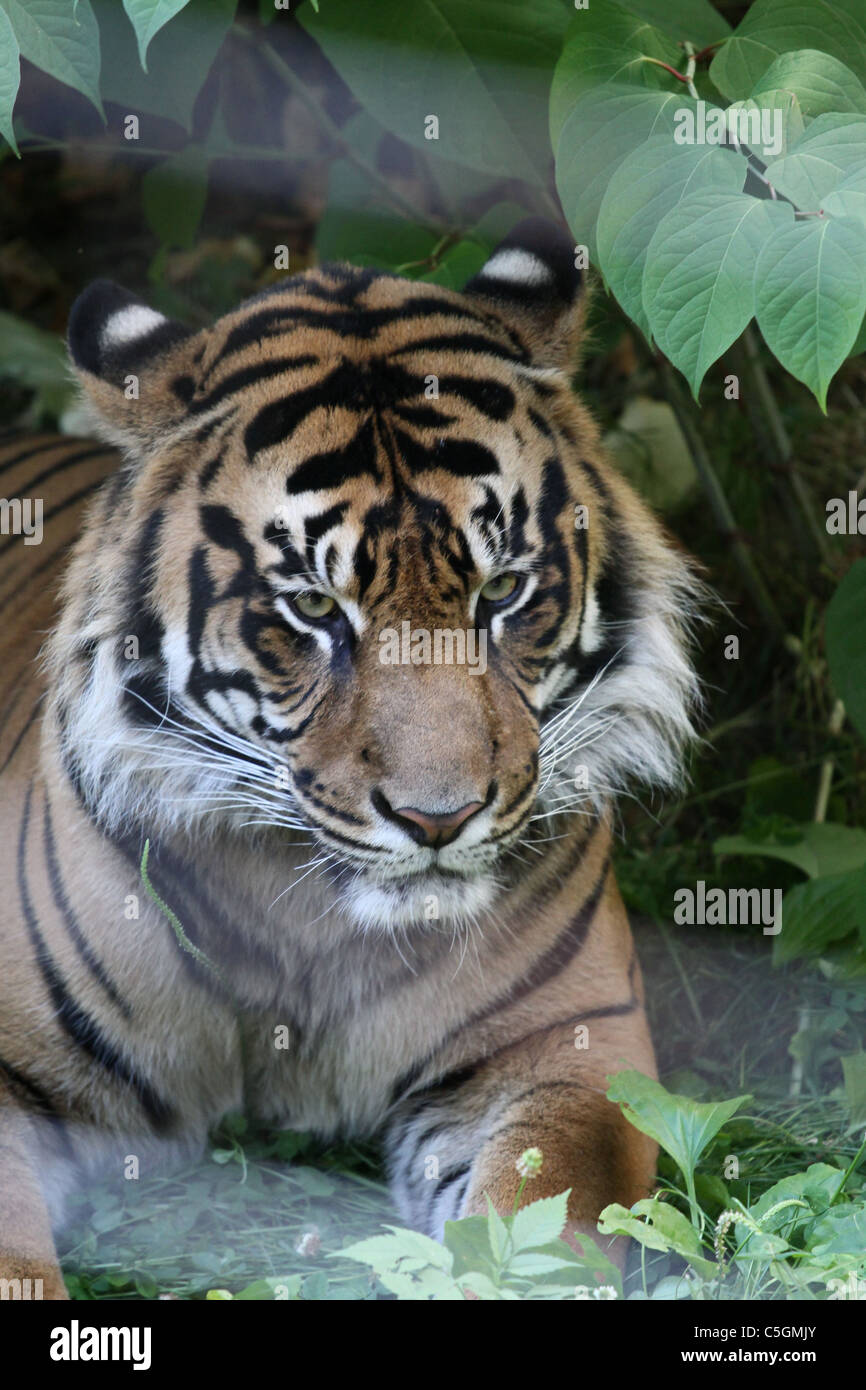 tiger head closeup Stock Photo - Alamy