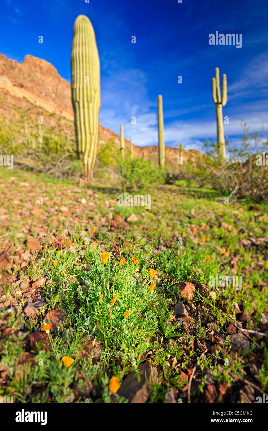 Mexican organ pipe cactus hi-res stock photography and images - Alamy