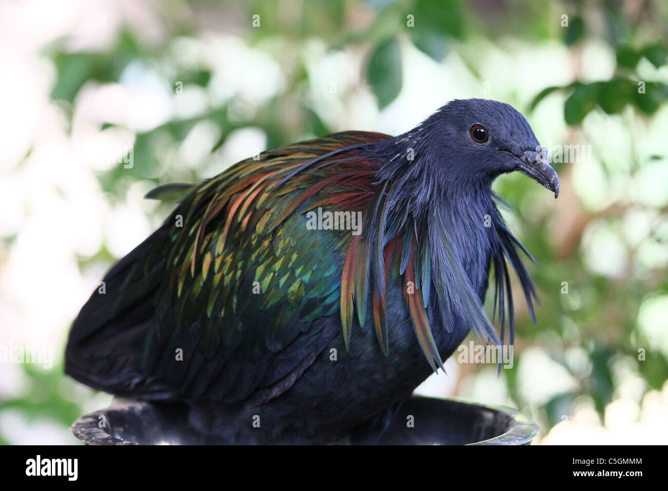 Blue feather hi-res stock photography and images - Alamy