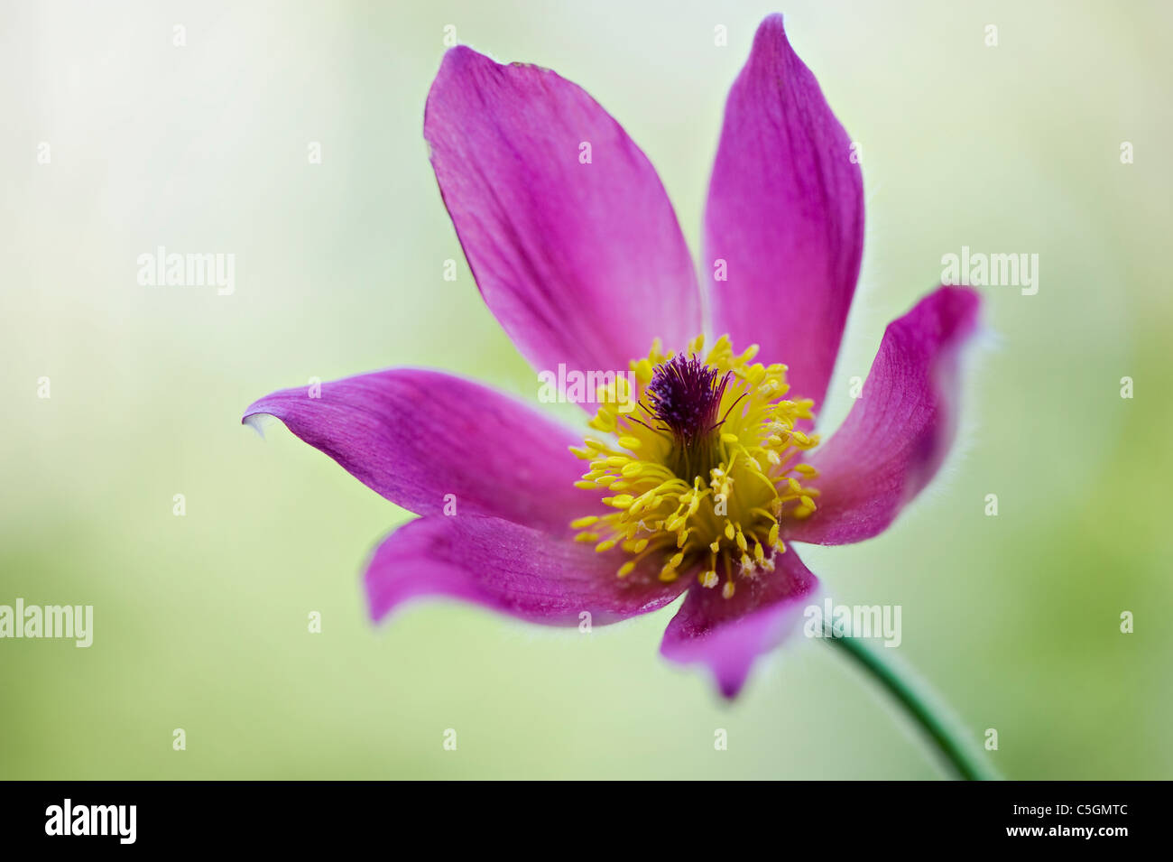 A single purple flower head of Pulsatilla vulgaris - Pasque flower ...