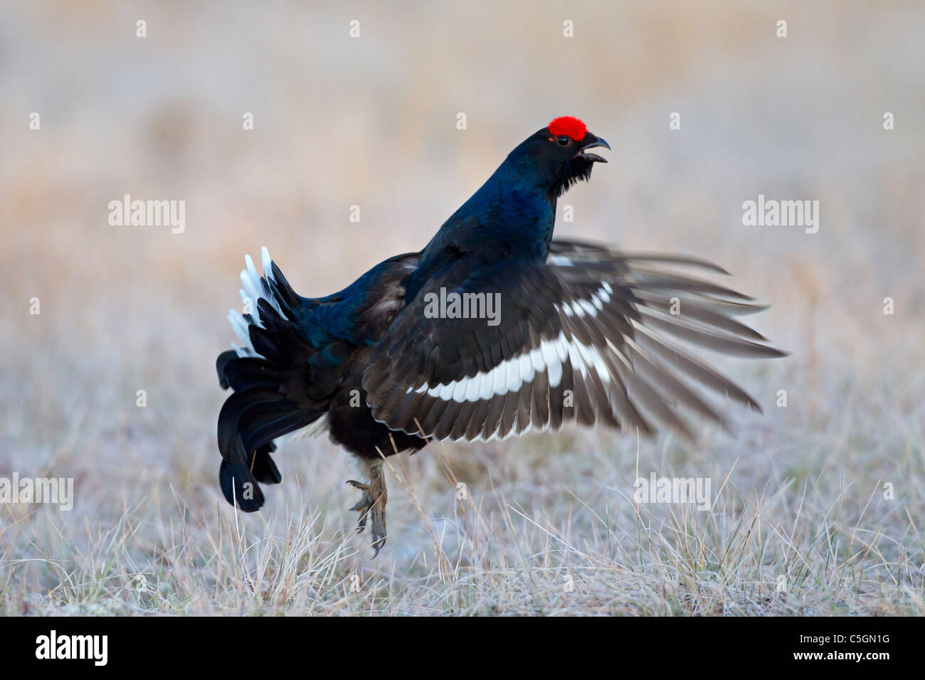 Black grouse (Lyrurus tetrix / Tetrao tetrix) male displaying by ...