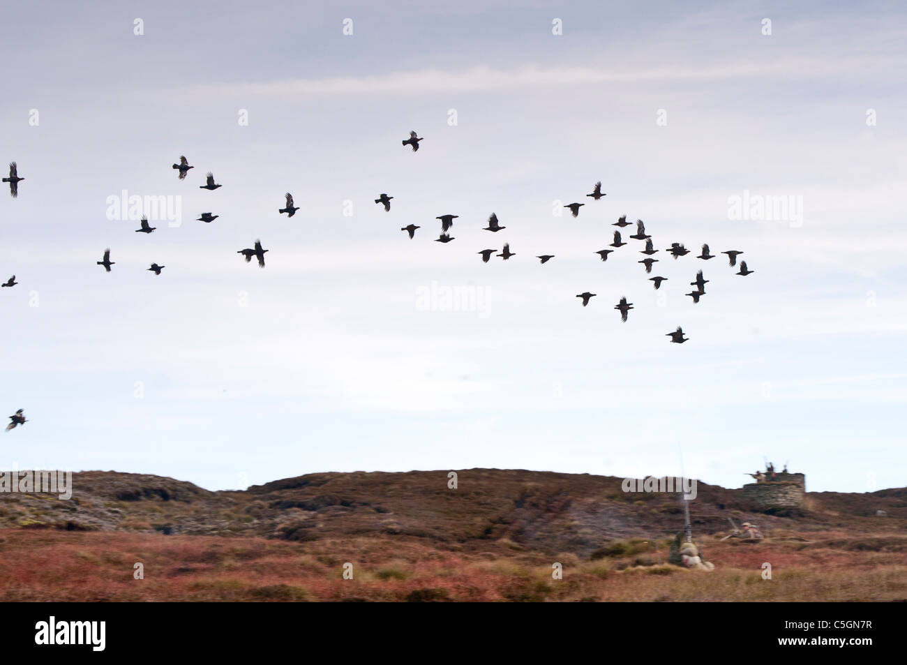 Flying red grouse hi-res stock photography and images - Alamy