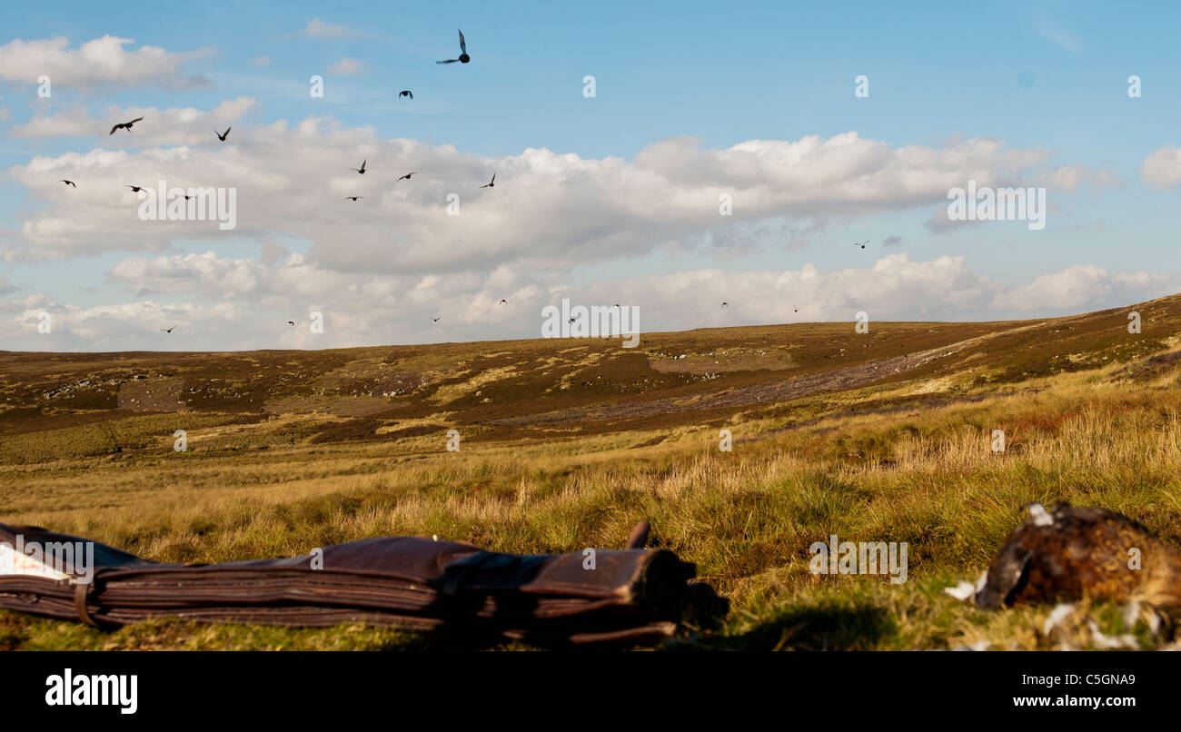 Flying red grouse hi-res stock photography and images - Alamy