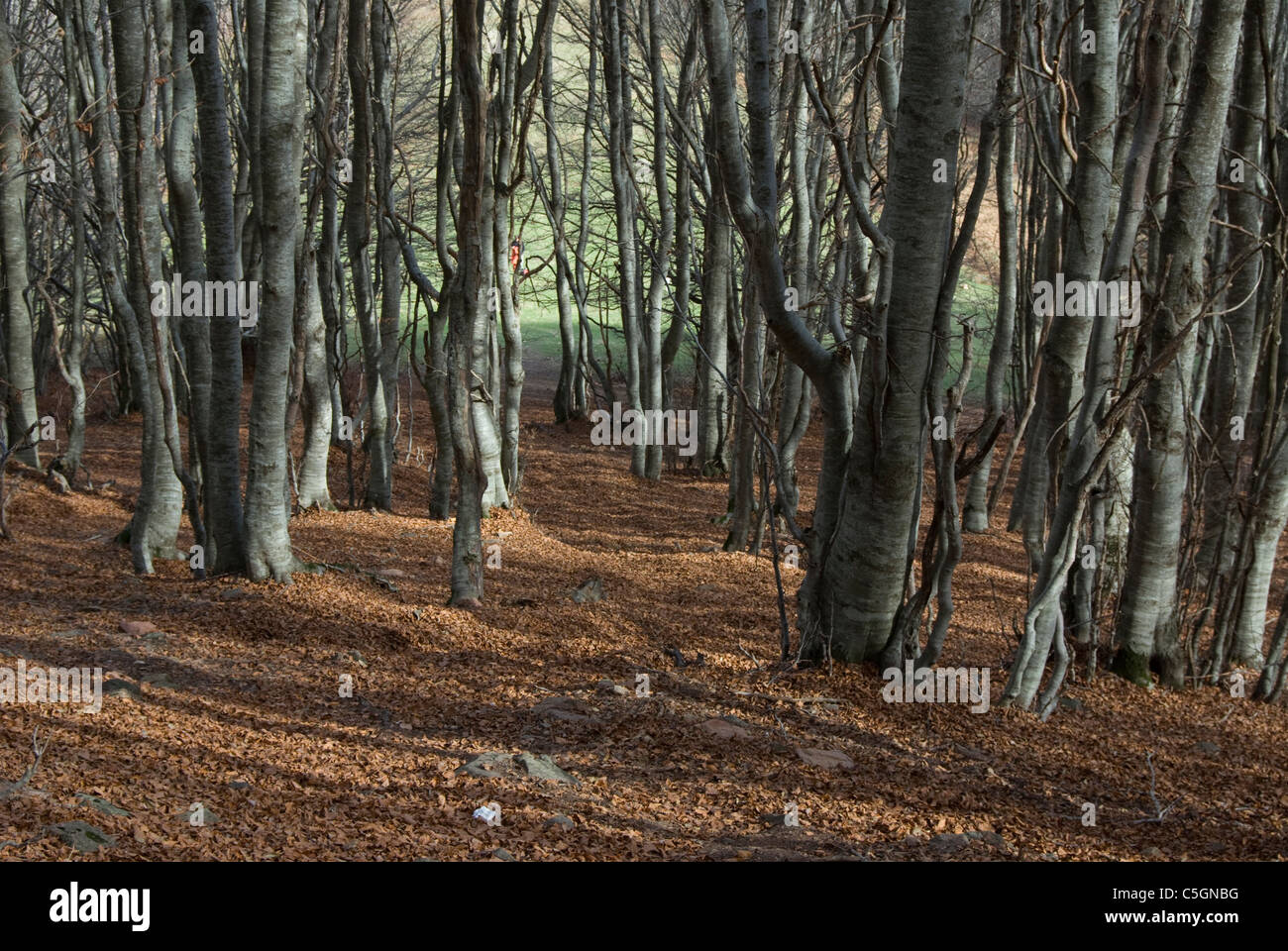 Montseny Natural Park. Beech tree forest in autumn. Spain Stock Photo ...
