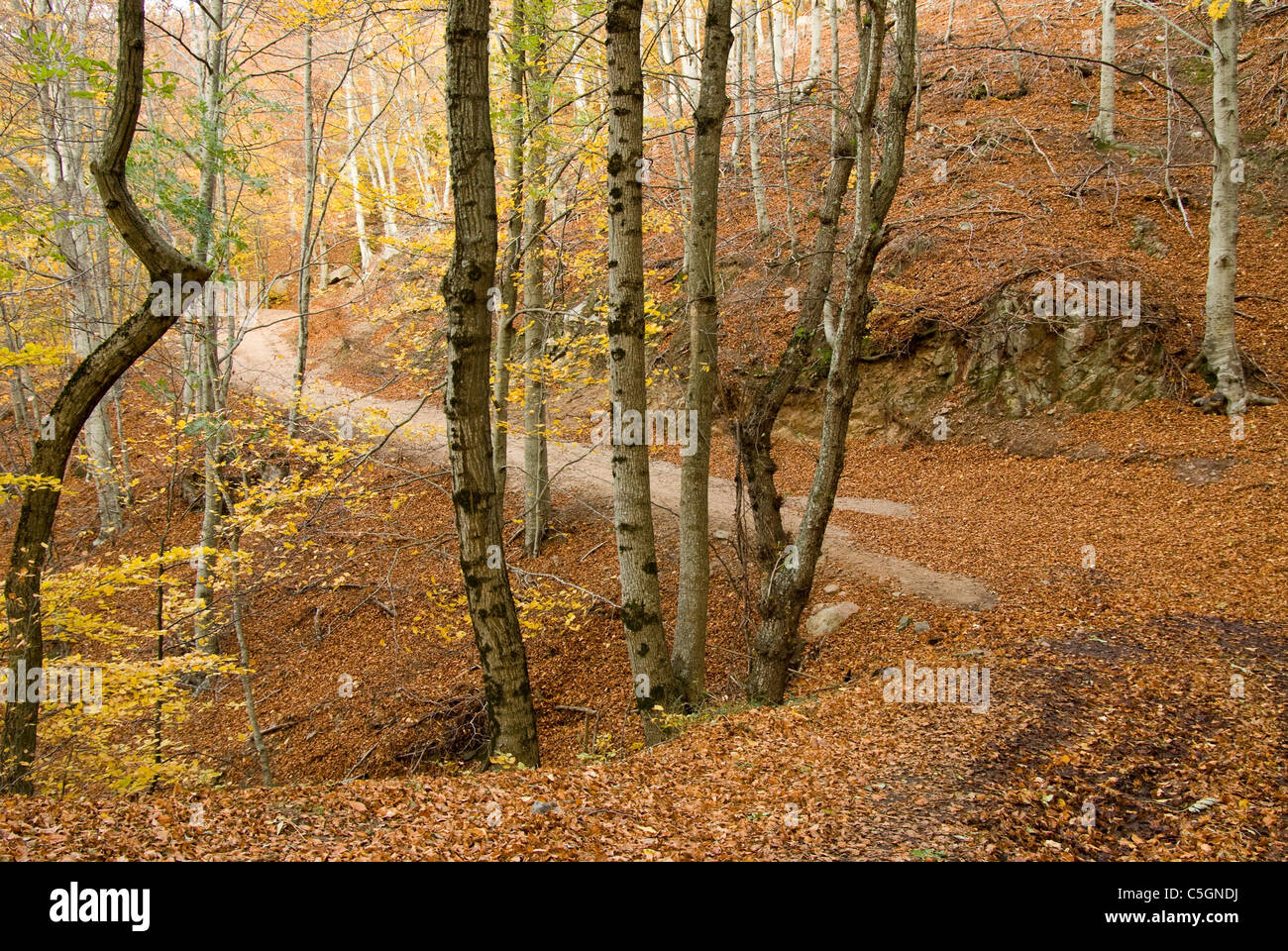 Montseny Natural Park. Beech tree forest in autumn. Spain Stock Photo ...