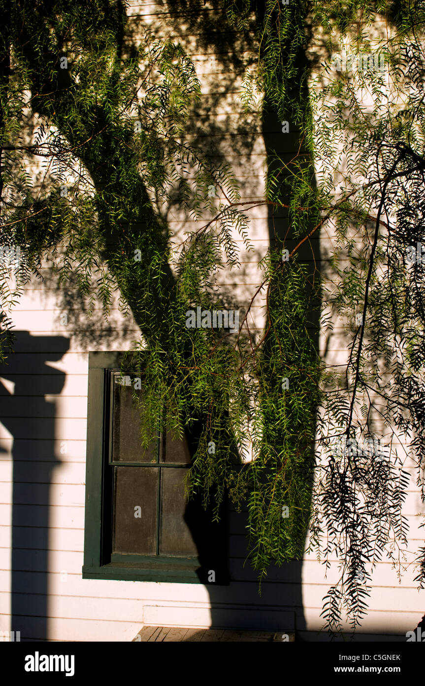 Dark tree and shadows hi-res stock photography and images - Alamy