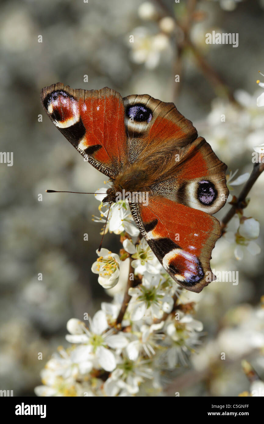 The European Peacock Stock Photo - Alamy