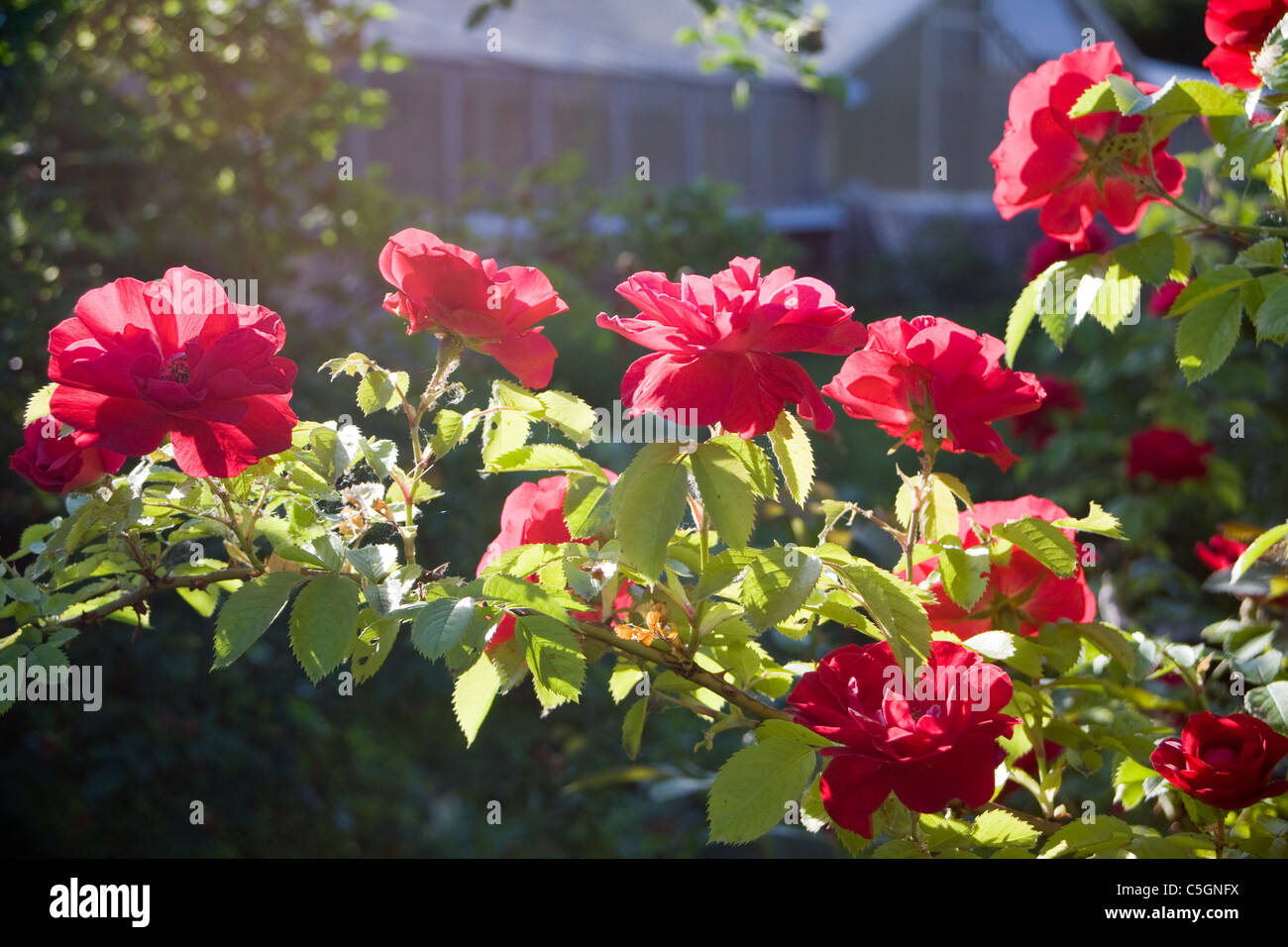 Branch of roses hi-res stock photography and images - Alamy