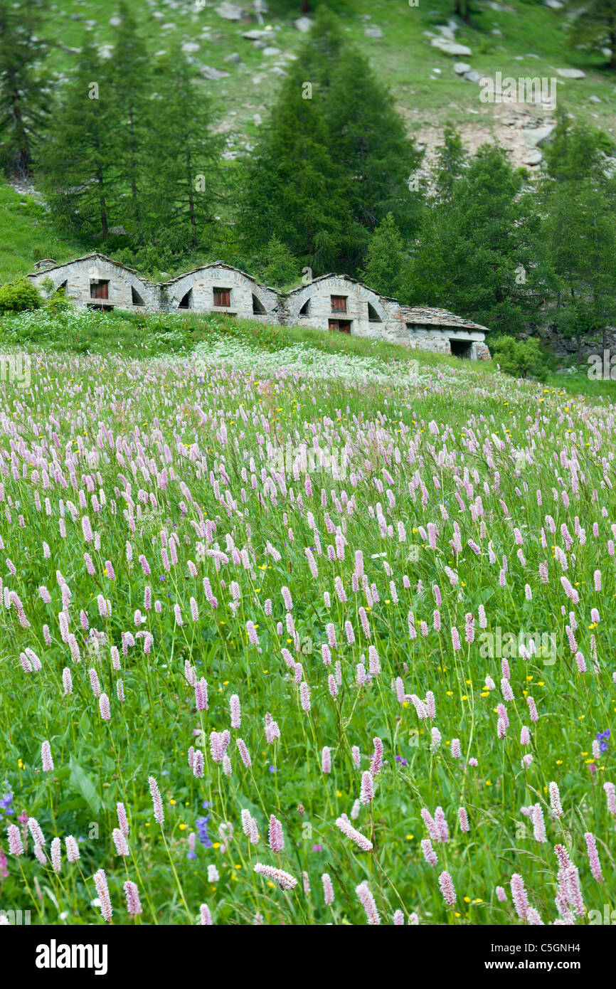 Italian wild flowers hi-res stock photography and images - Alamy