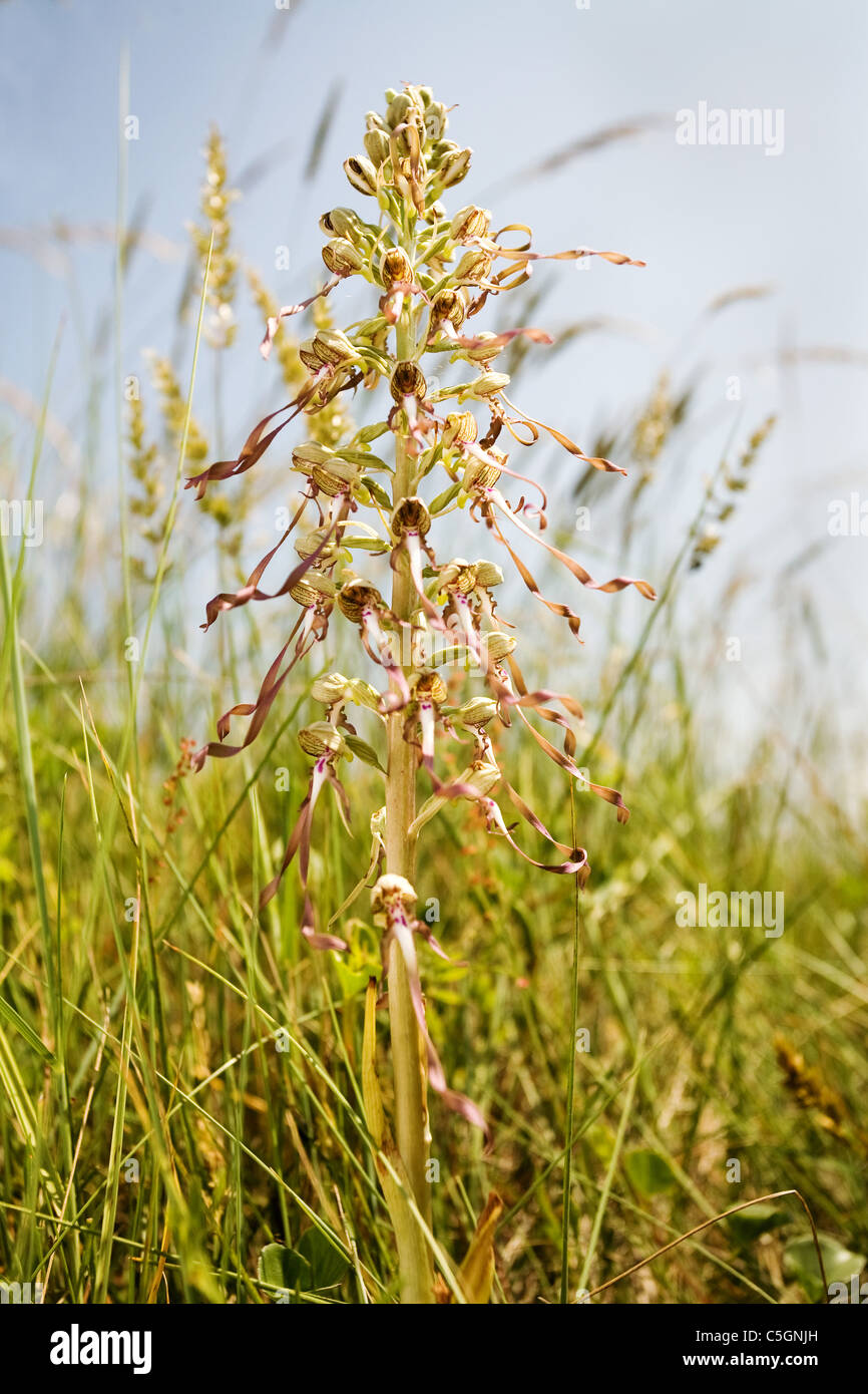 Lizard orchid kent sandwich hi-res stock photography and images - Alamy