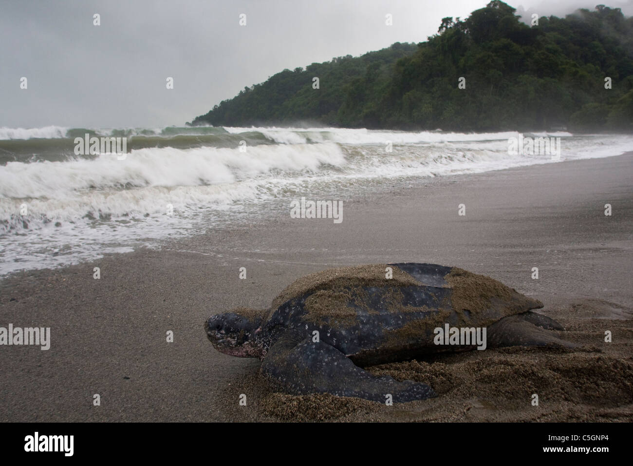 Leatherback turtle, Dermochelys coriacea, nesting on Matura Beach ...