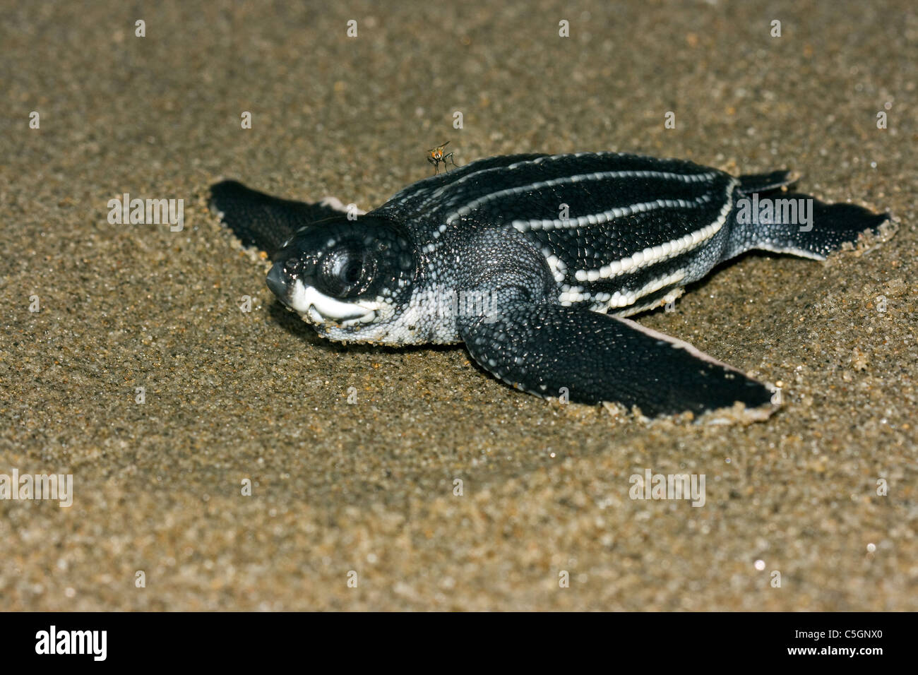 Leatherback turtle baby, Dermochelys coriacea, running towards ocean ...