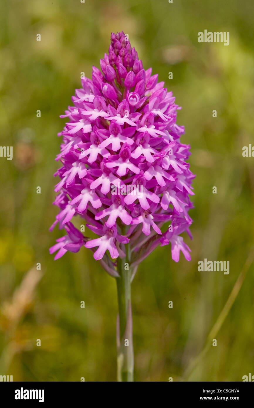 Large anacamptis pyramidalis hi-res stock photography and images - Alamy