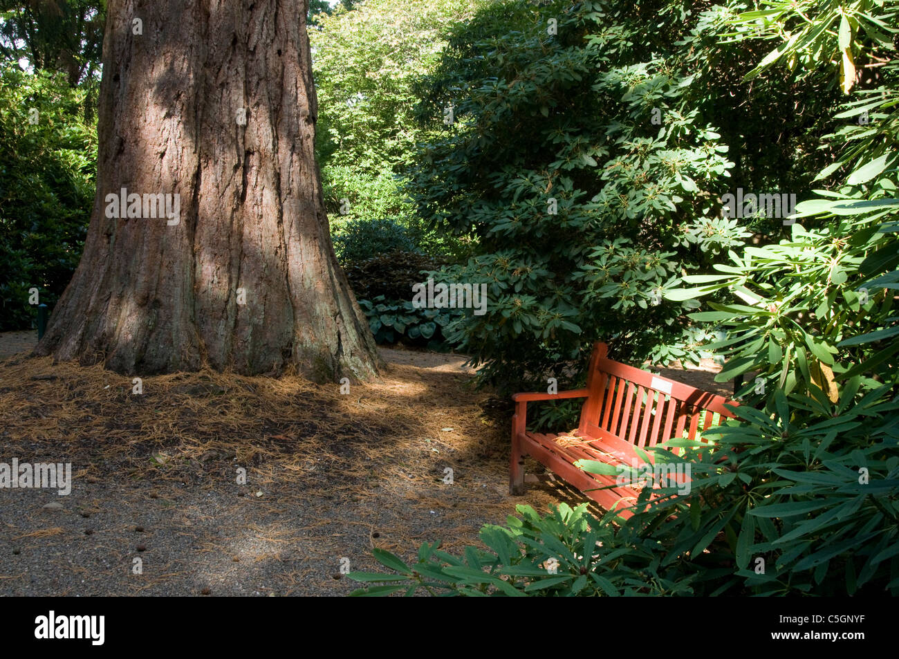 Redwood tree hi-res stock photography and images - Alamy
