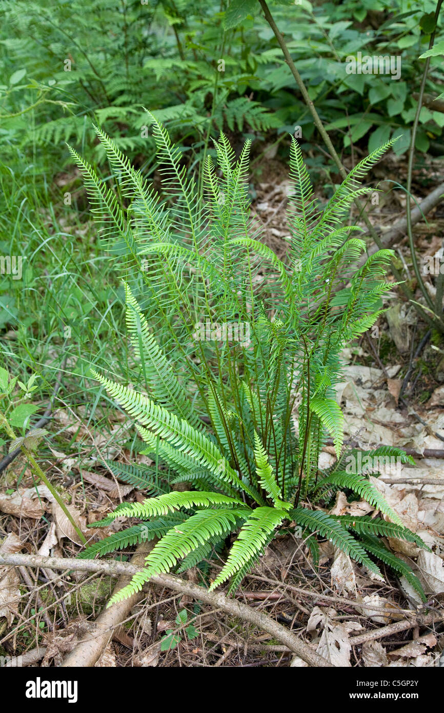 Hard Fern Blechnum spicant growing in a woodland clearing in Kent Stock ...