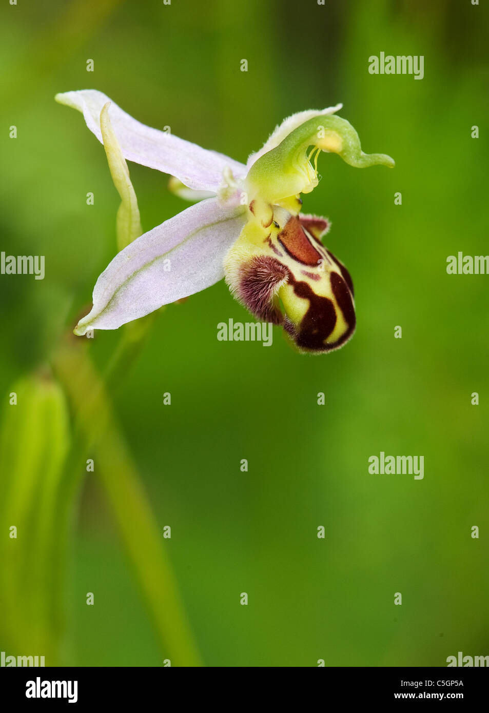 Bee Orchid Ophrys apifera flower with its bumblebee like speculum and ...