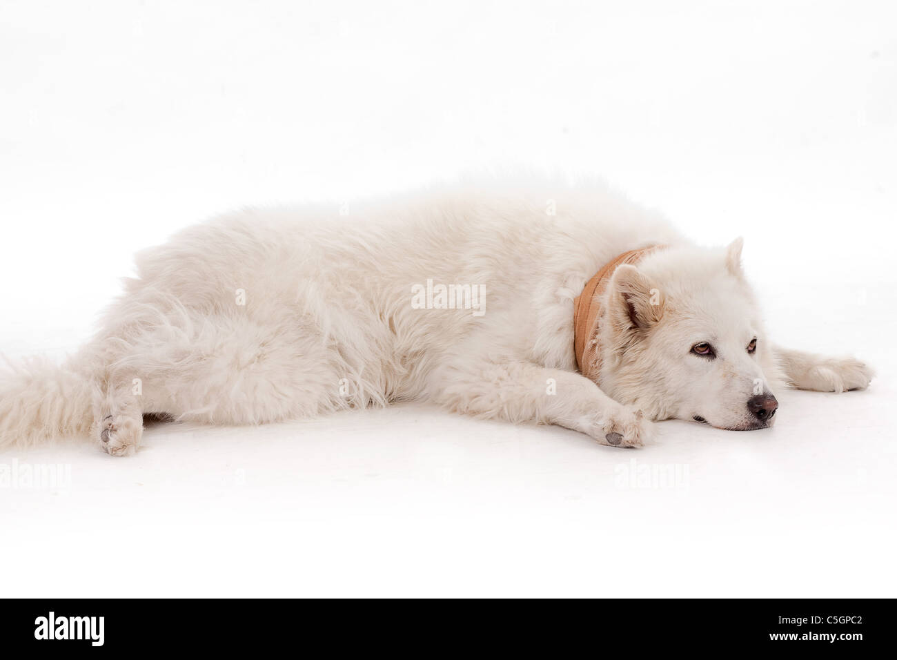 White dog relaxing on the floor wearing brown muffler scarf on his neck ...