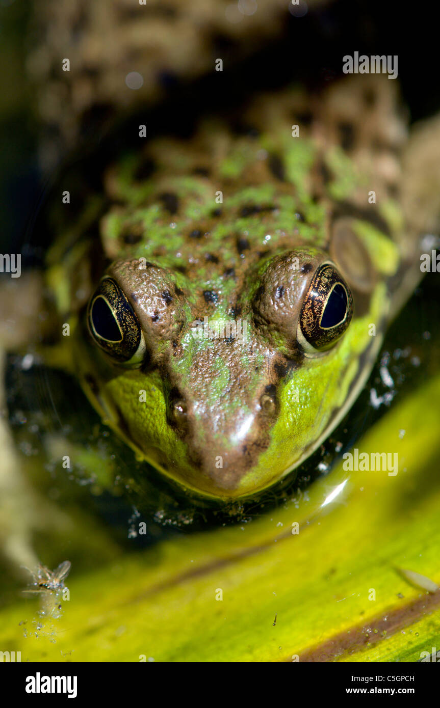 Frog webbed feet hi-res stock photography and images - Alamy