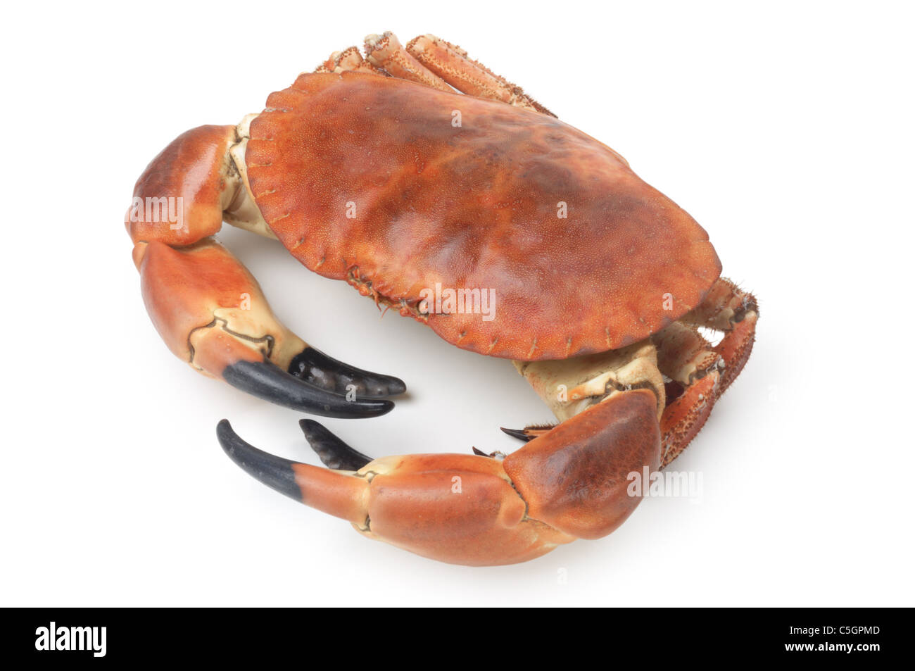 Cooked edible crab Cut Out Stock Images & Pictures - Alamy