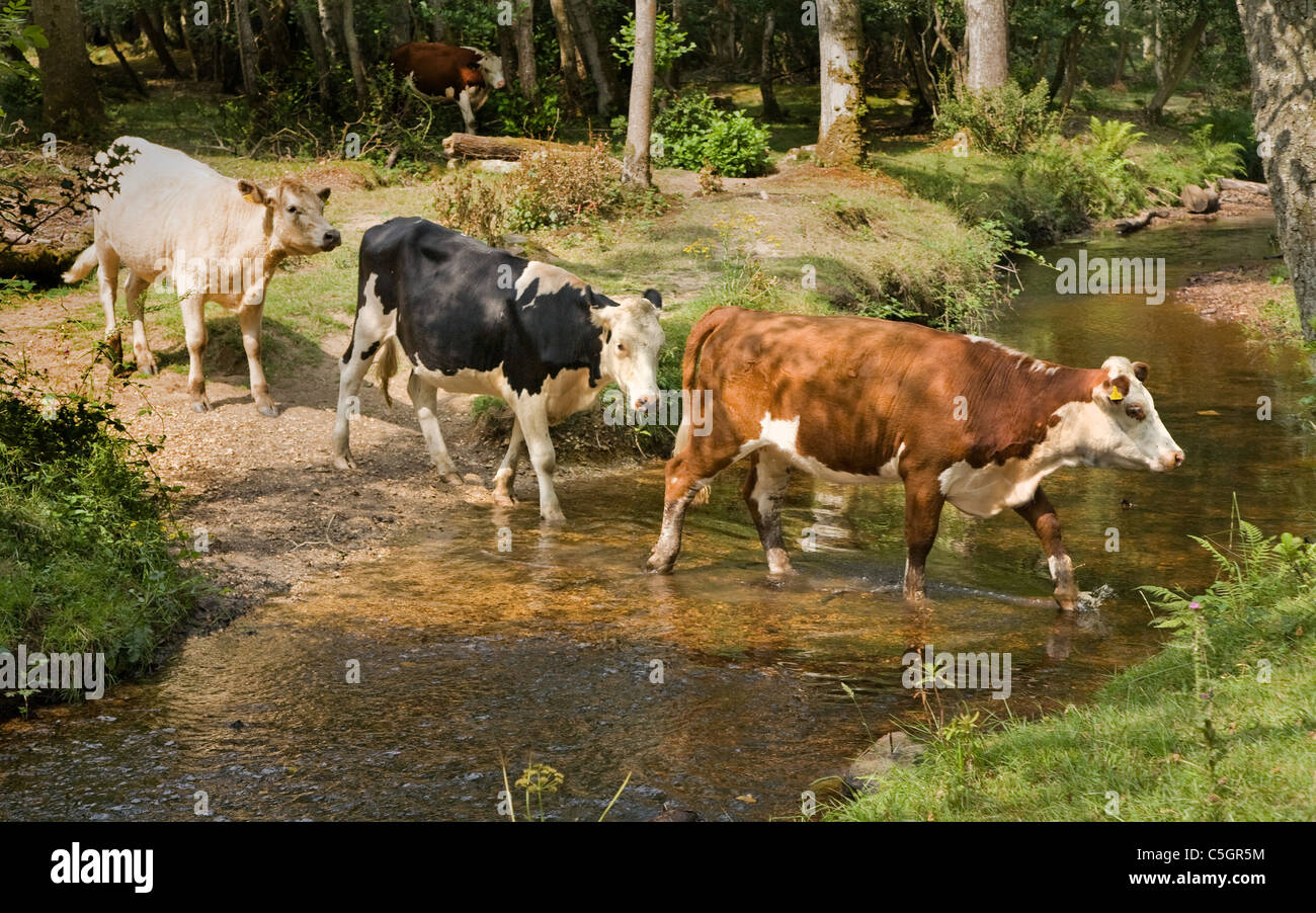 Three cows fording a woodland stream in the New Forest Hampshire Stock ...