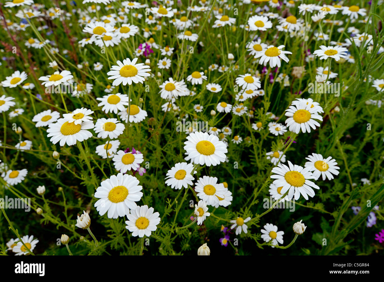 English wildflowers hi-res stock photography and images - Alamy