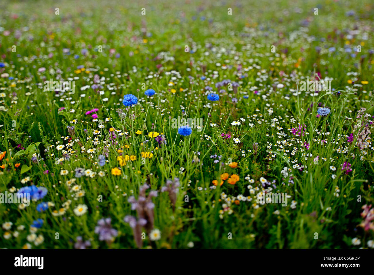 English wildflowers hi-res stock photography and images - Alamy