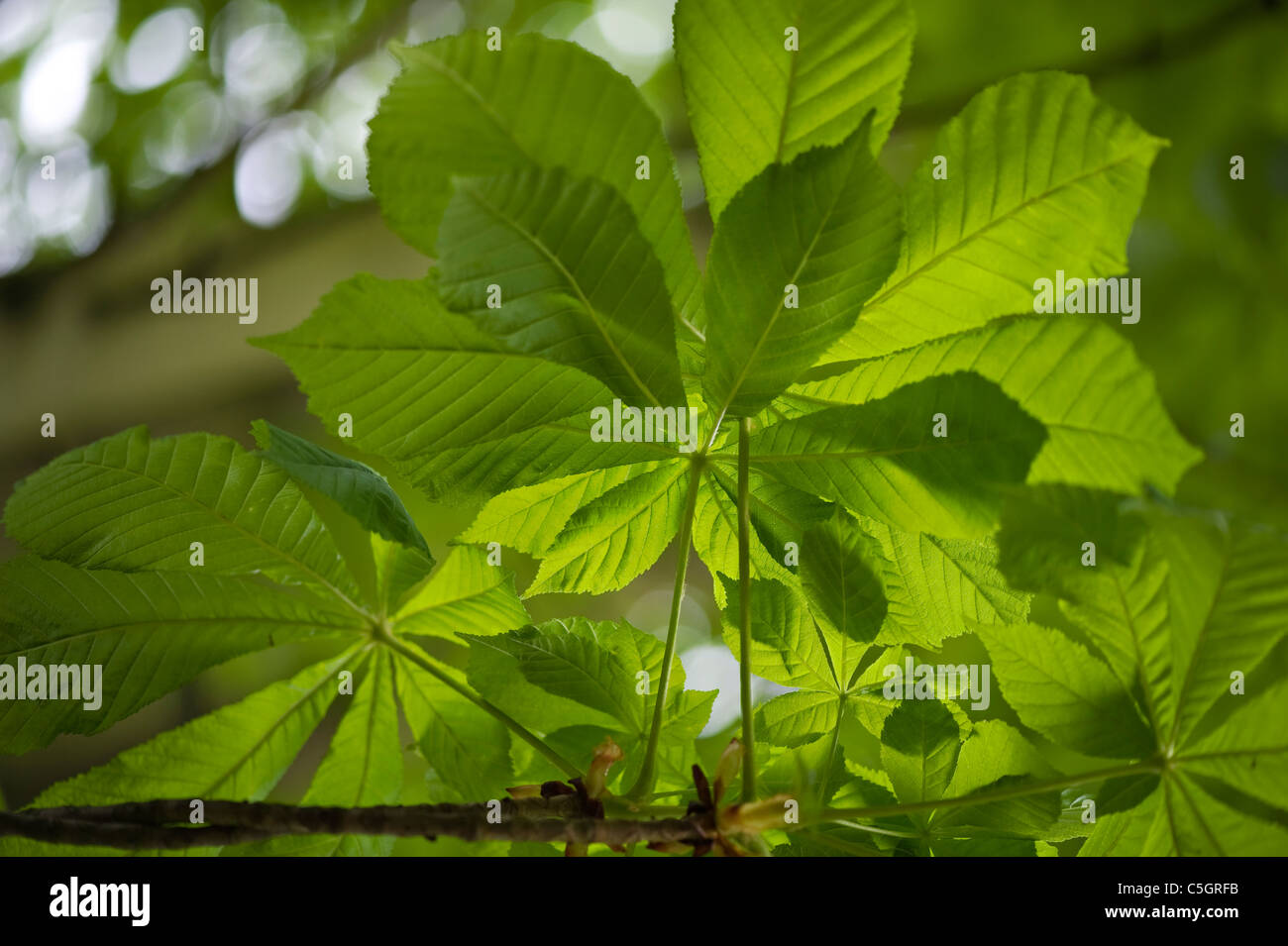 Aesculus hippocastanum - horse chestnut tree, conker tree Stock Photo ...