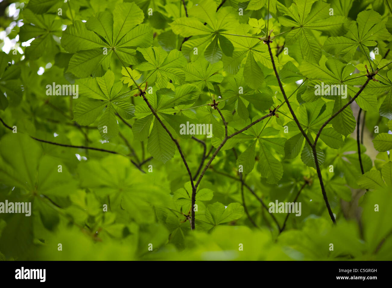 Aesculus hippocastanum - horse chestnut tree, conker tree Stock Photo ...