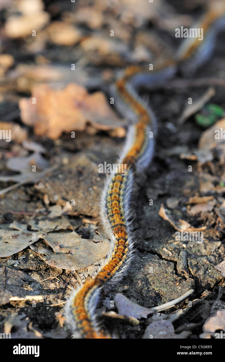 Caterpillars procession moth hi-res stock photography and images - Alamy