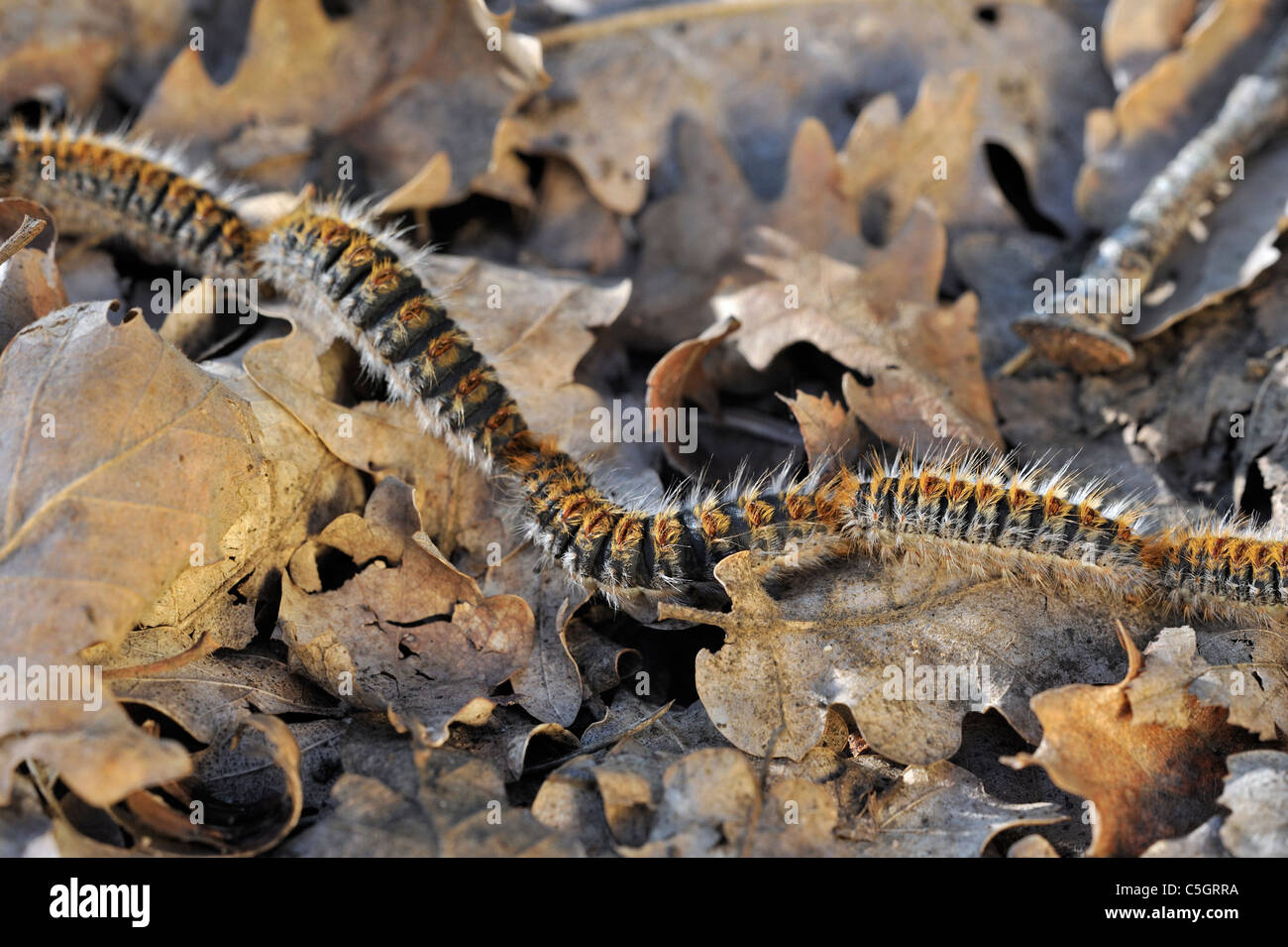 Pine processionary moth caterpillars (Thaumetopoea / Traumatocampa ...