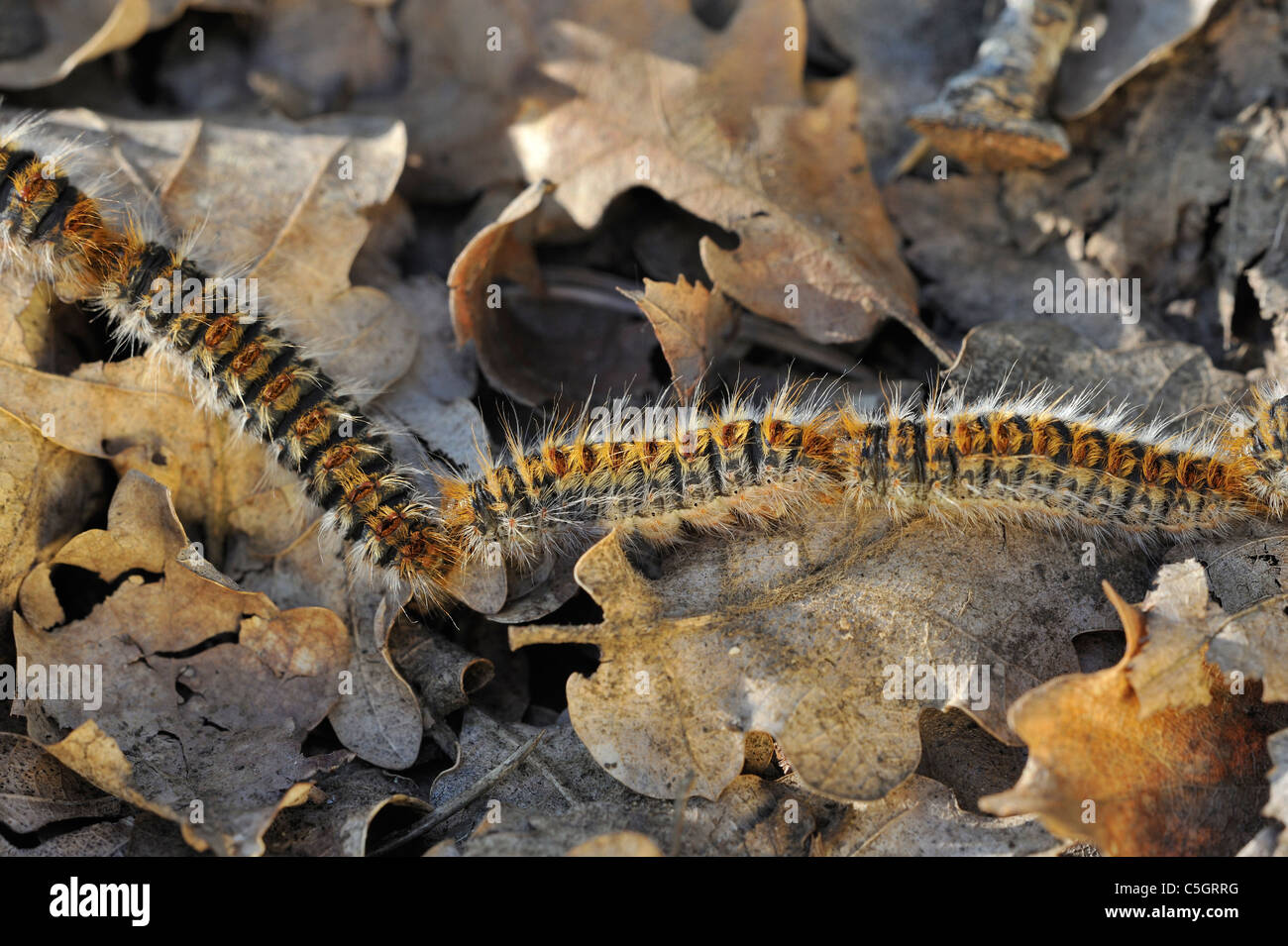 Pine processionary moth caterpillars (Thaumetopoea / Traumatocampa ...