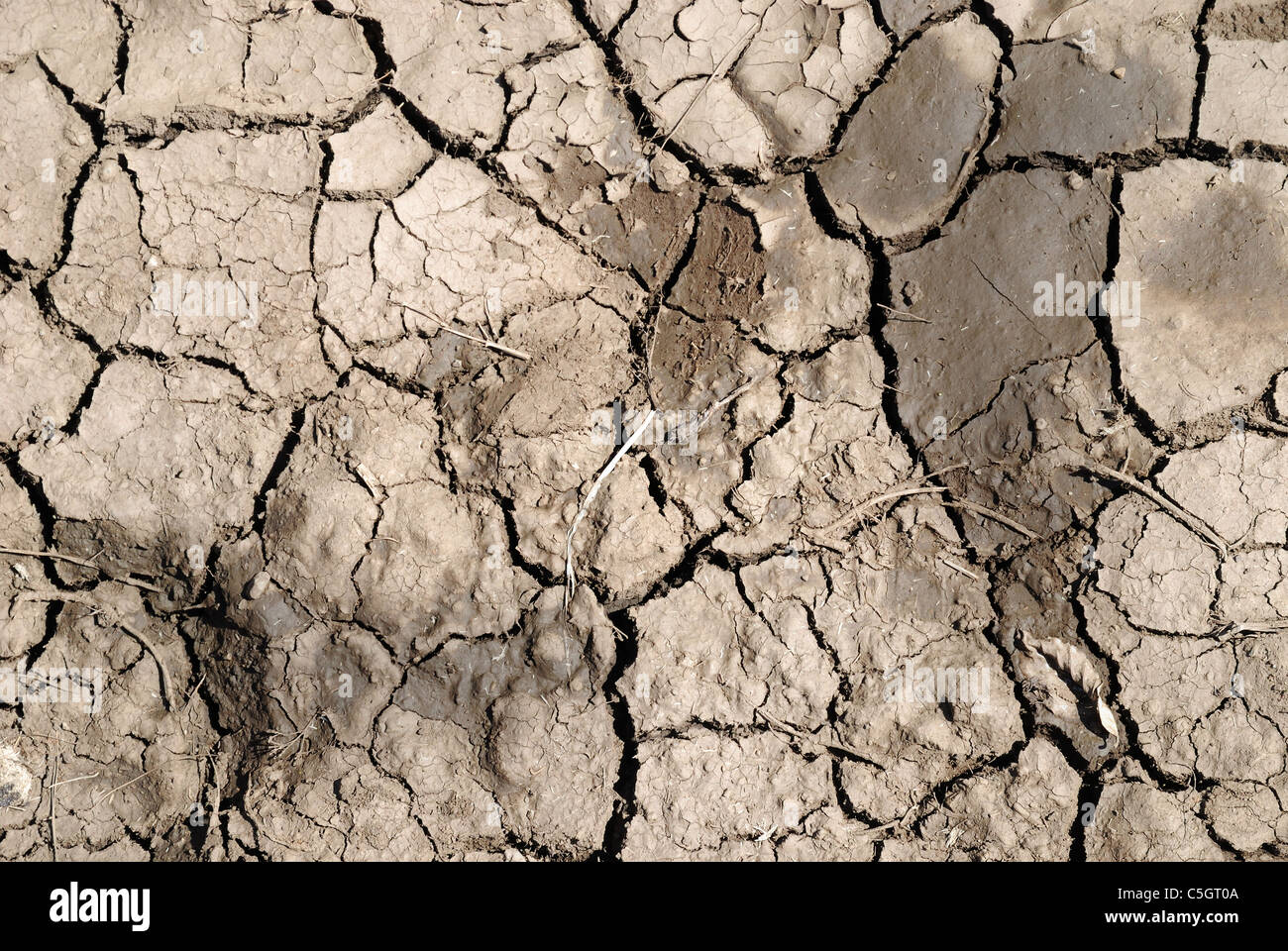 Close-up of scorched earth Stock Photo - Alamy